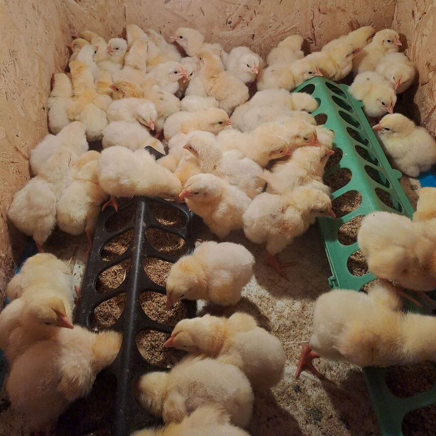Цыплята бройлеры