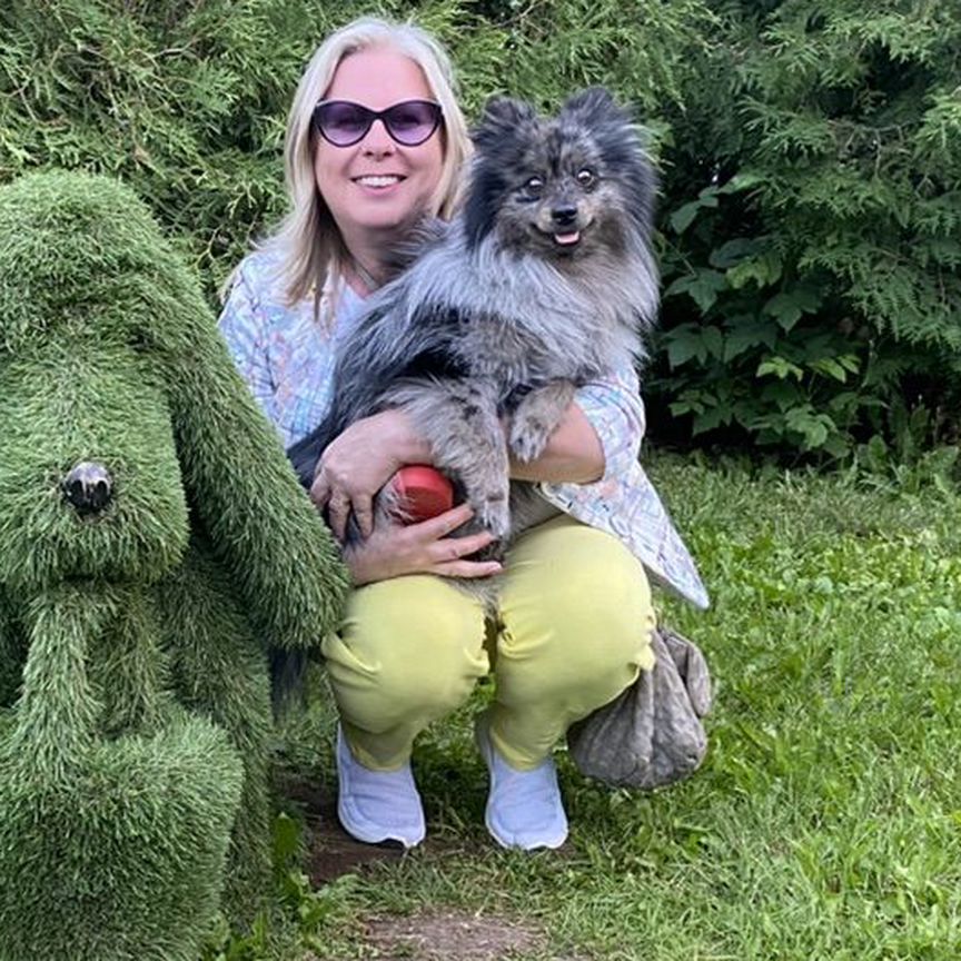 Немецкий шпиц, взрослая собака