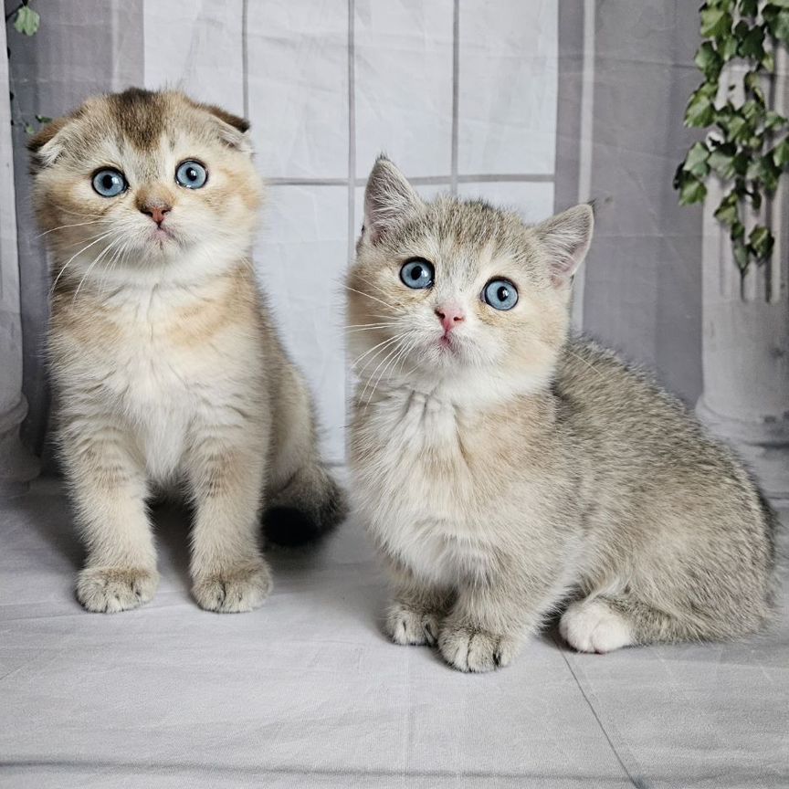 Коротколапые и длиннолапые котята дгг
