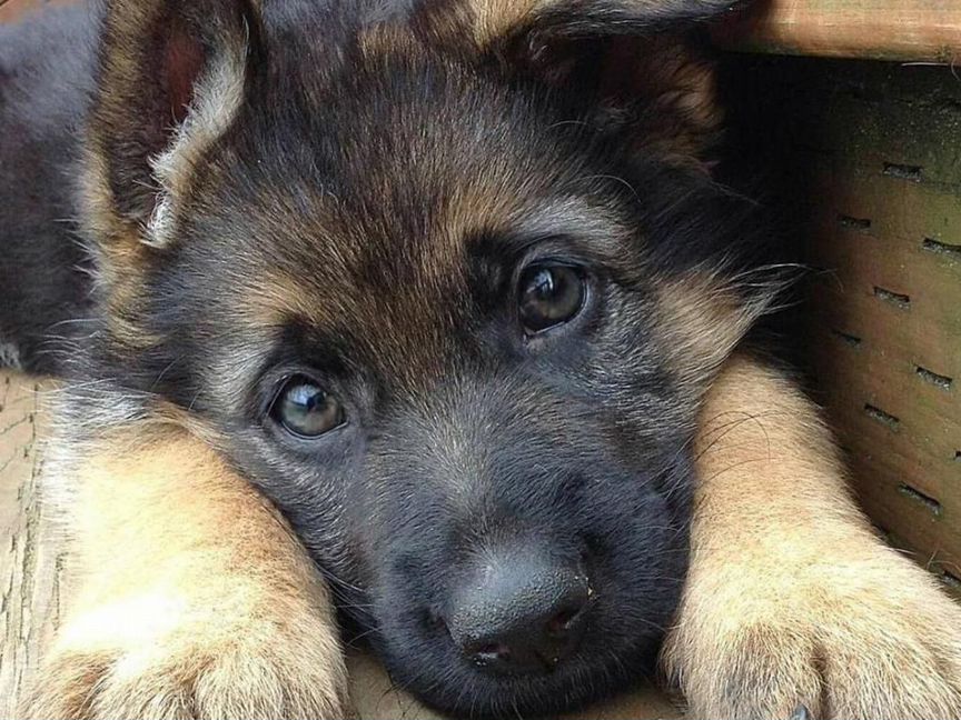 Щенки немецкой овчарки- верный компаньон охранник