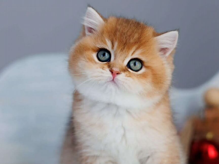 Золотой британский котик