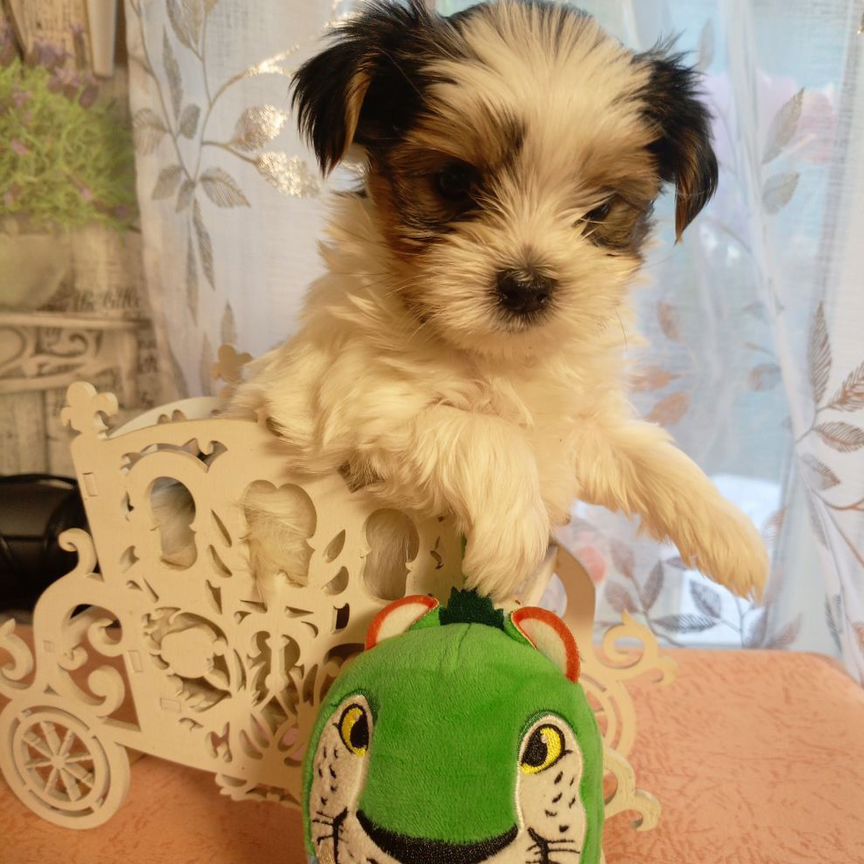 Бивер-йоркширский терьер, щенок