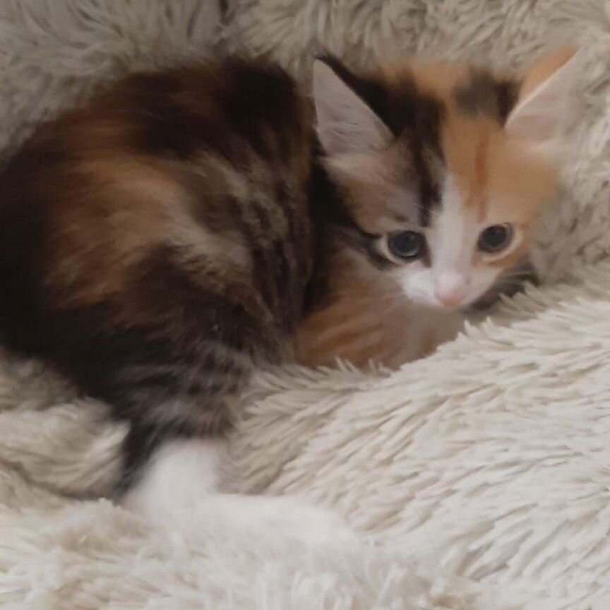 Котенок