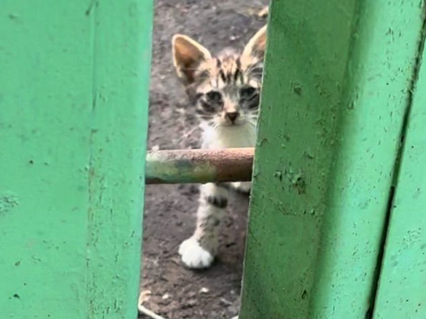 Котята нуждаются в доме и лечении