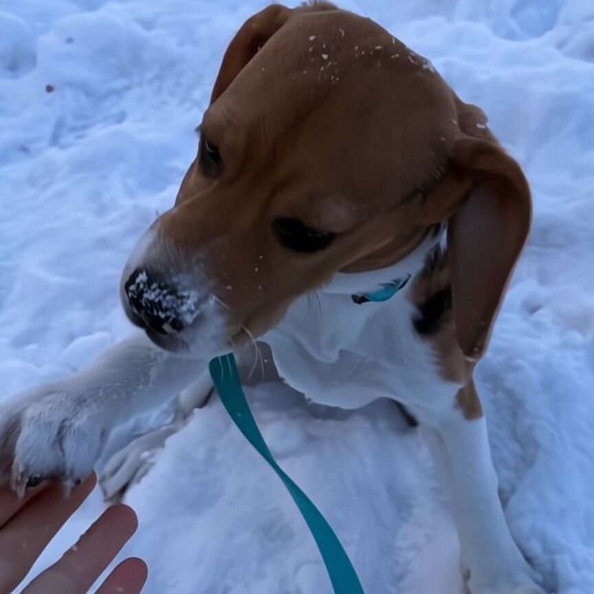 Бигль, щенок