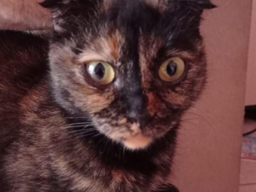 Кошки