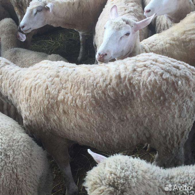 Баран ягнят ярки