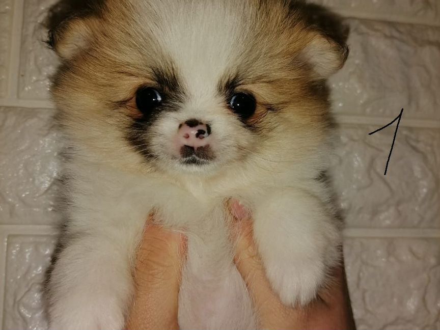 Щенки Померанского Шпица