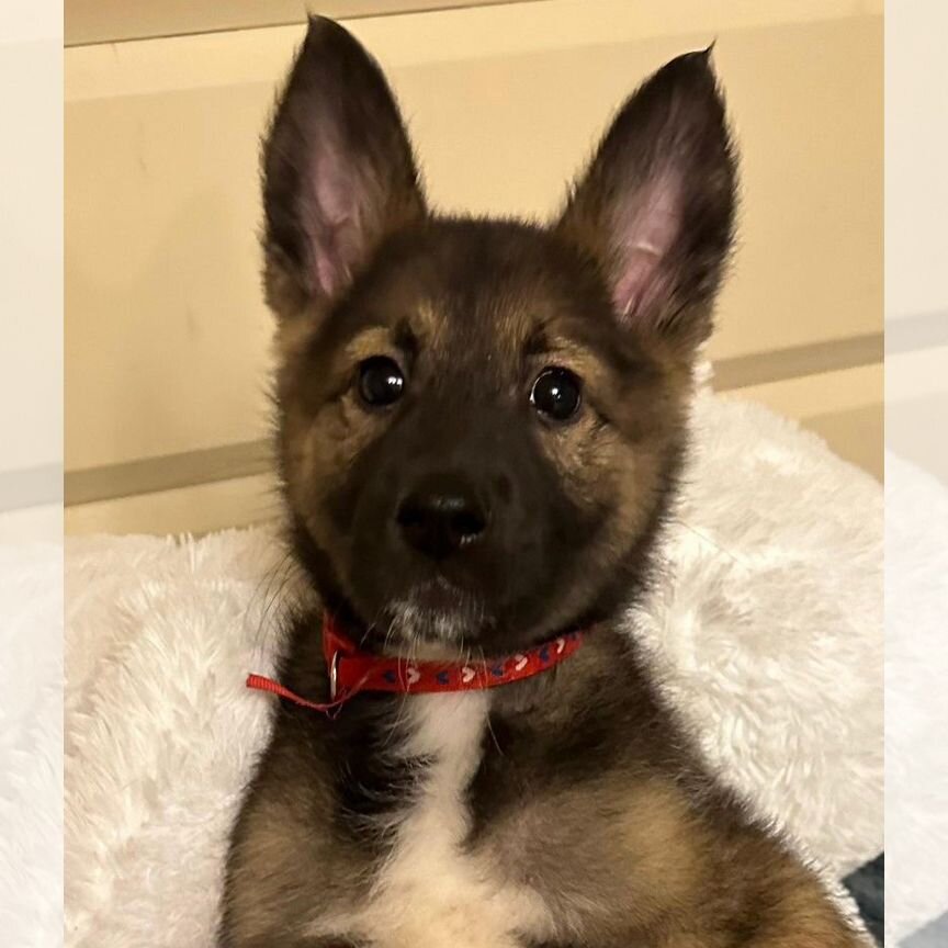 Щенок в добрые руки