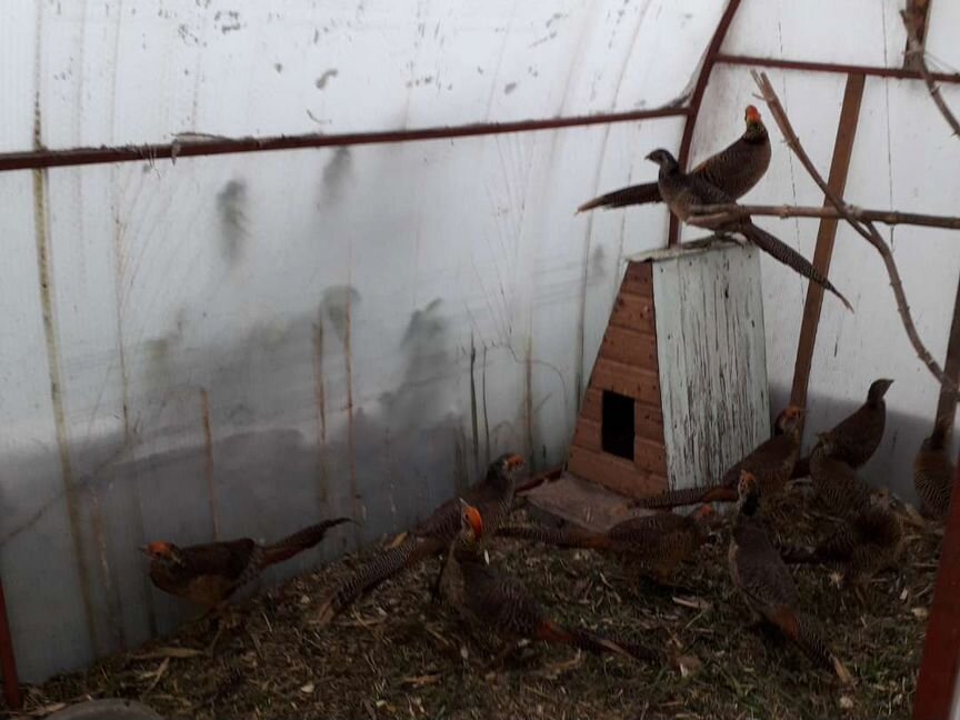 Золотой фазан