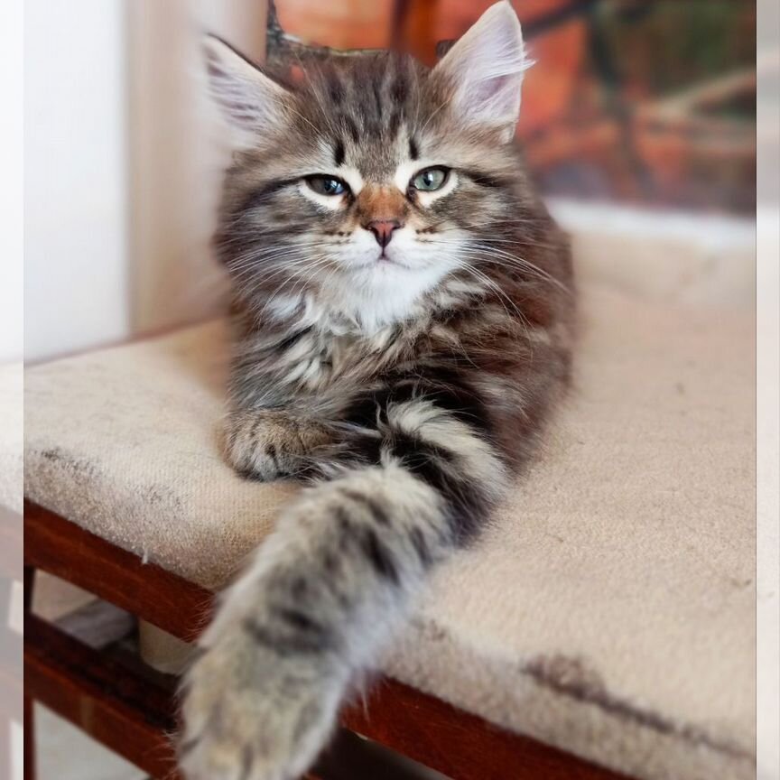 Сибирские котики из питомника