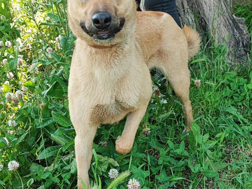 Собака други компаньон