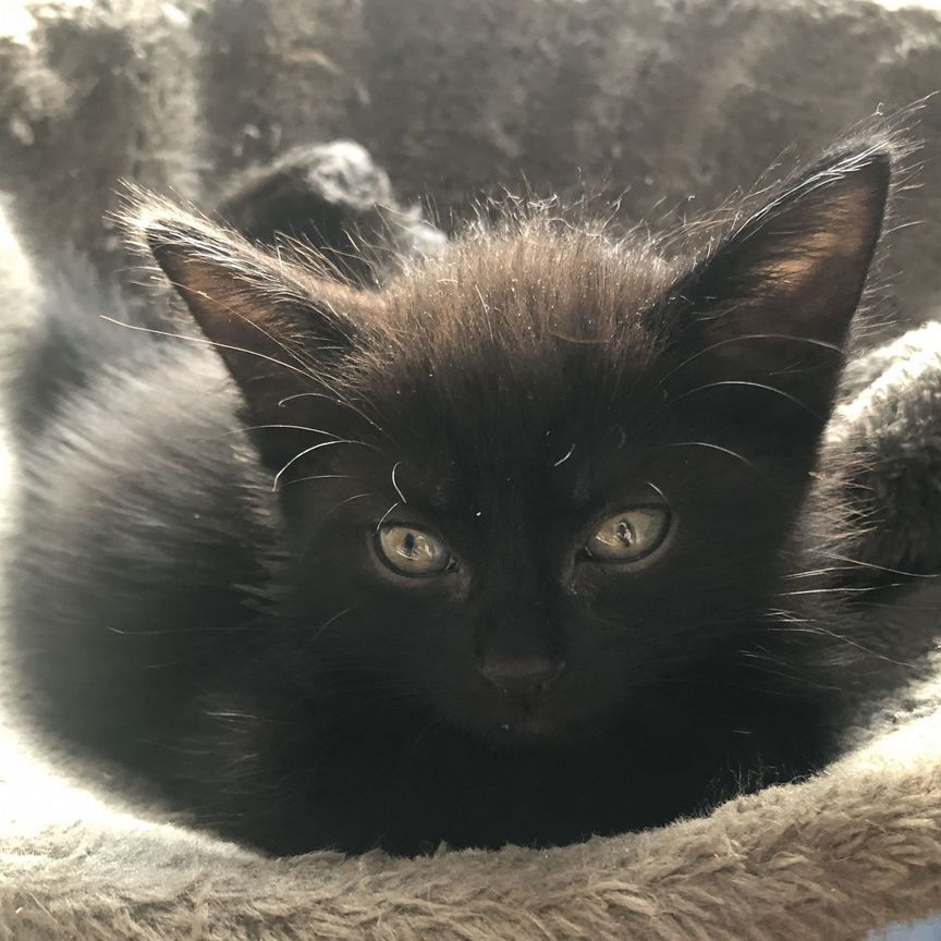 Замечательные котятки