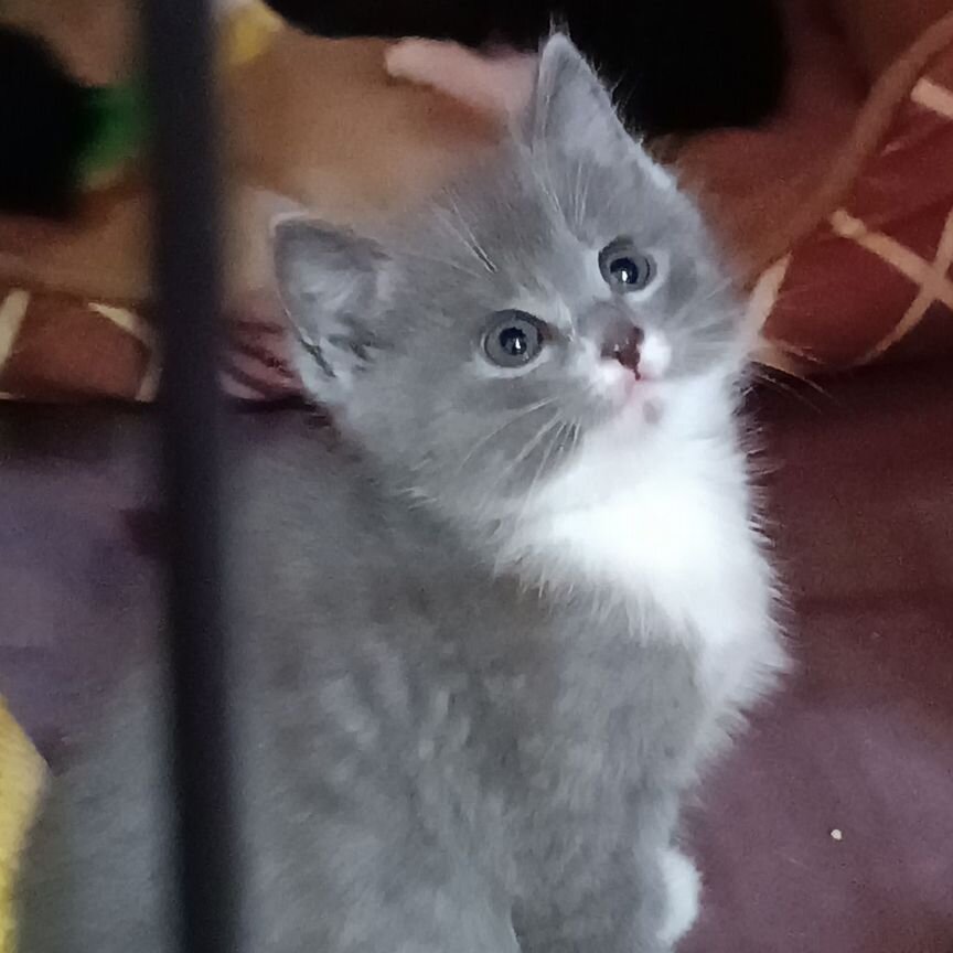 Котёнок в добрые руки