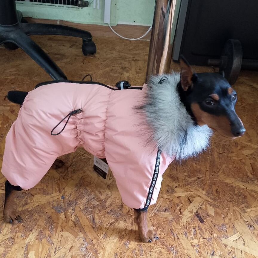 Цвергпинчер