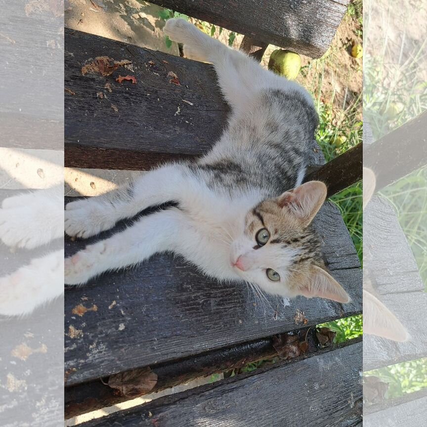Котик от бенгальской мамы