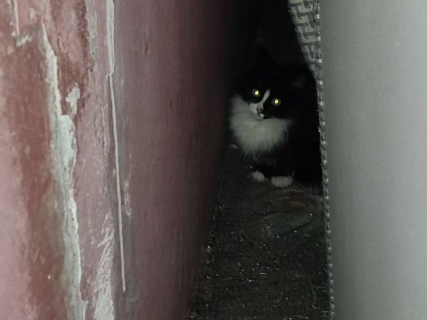 Котик ищет дом и доброго хозяина