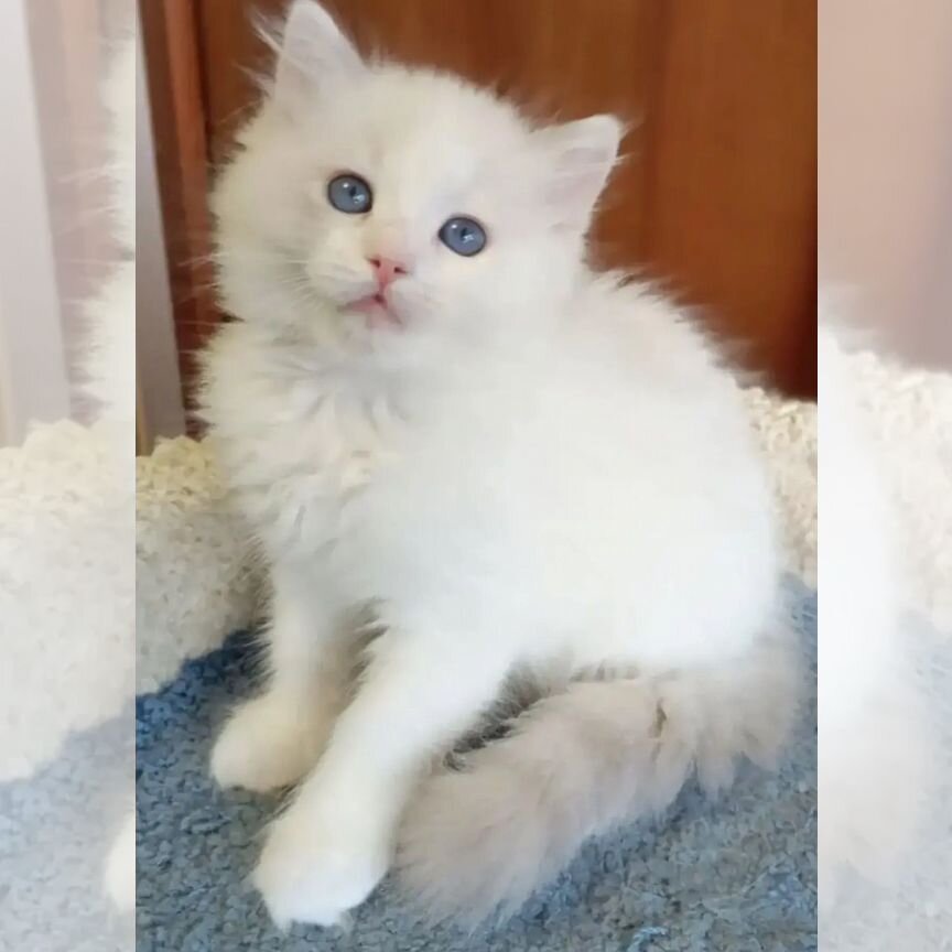 Рэгдолл котёнок