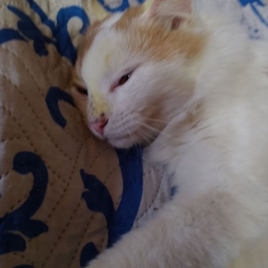 Кот крысолов