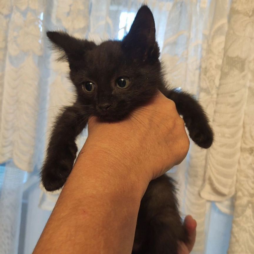 Котенок мальчик