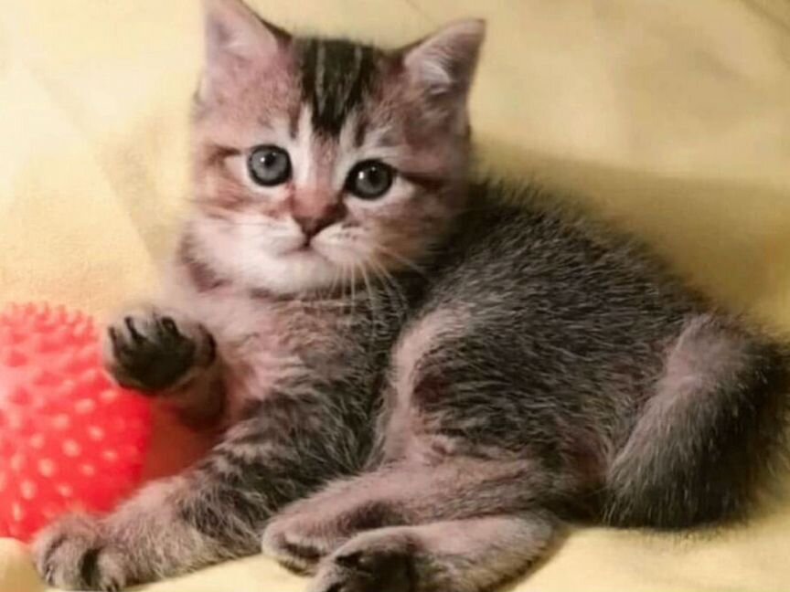 Шотландские котята скоттиш страйт