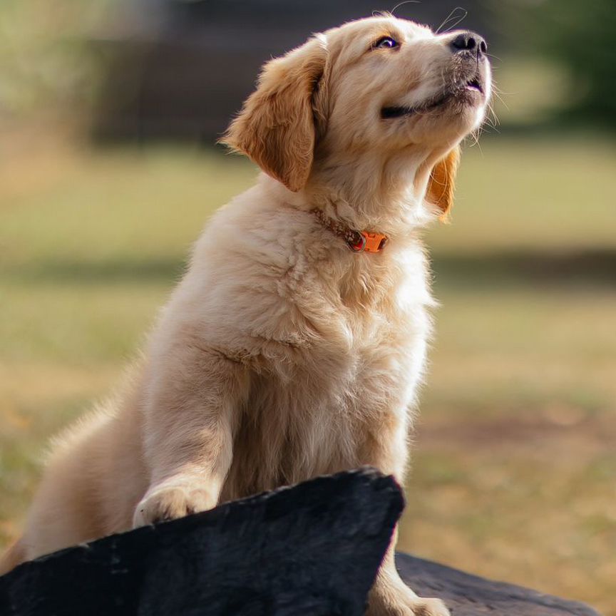 Золотистый ретривер, щенок