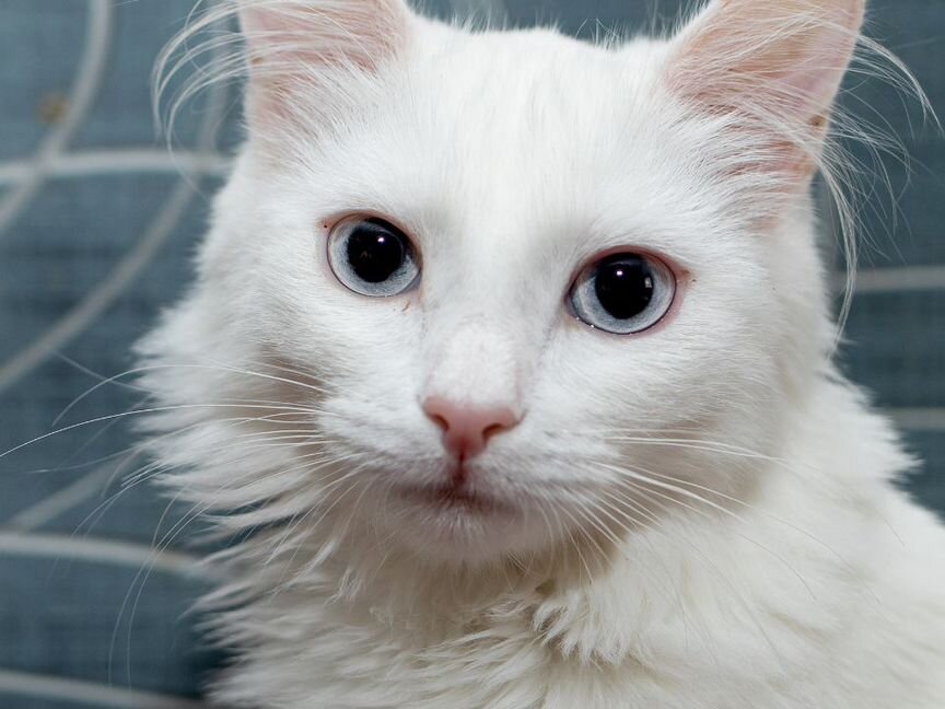 Турецкая ангора метис котенок в добрые руки