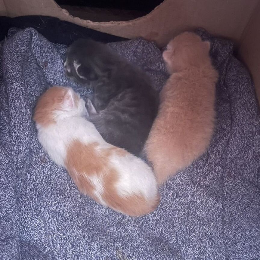 Котёнок в добрые руки