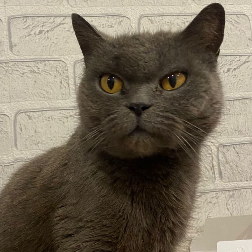 Британская короткошёрстная кошка, взрослая