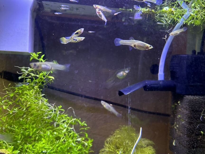 Самки Гуппи Эдлера