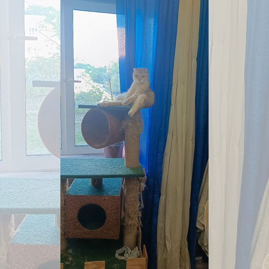 Шотландский вислоухий длинношёрстный котёнок