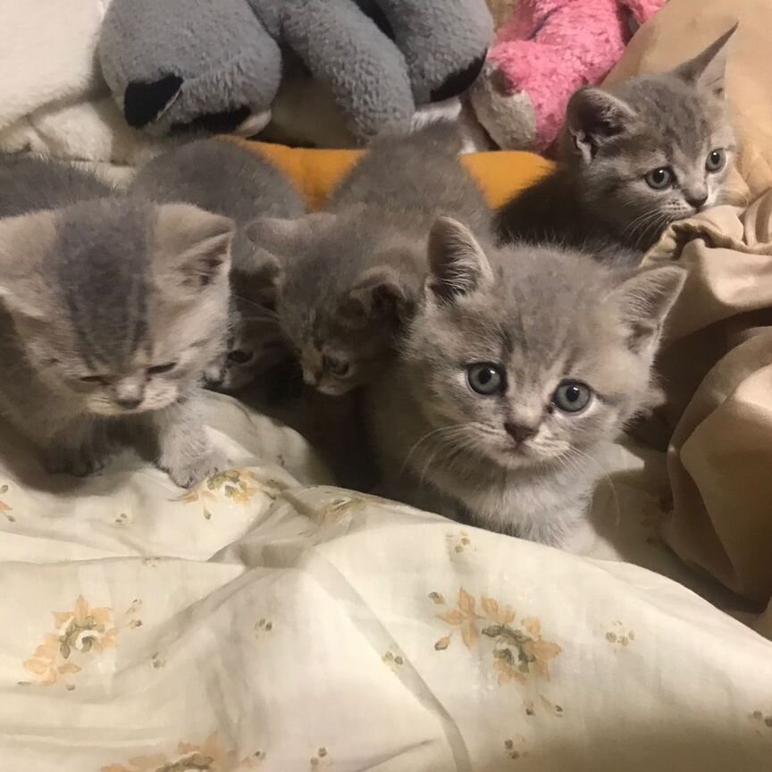 Шотландская