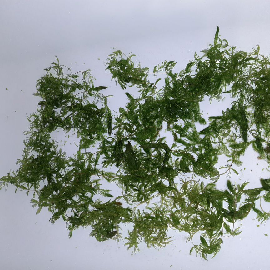 Роголистник