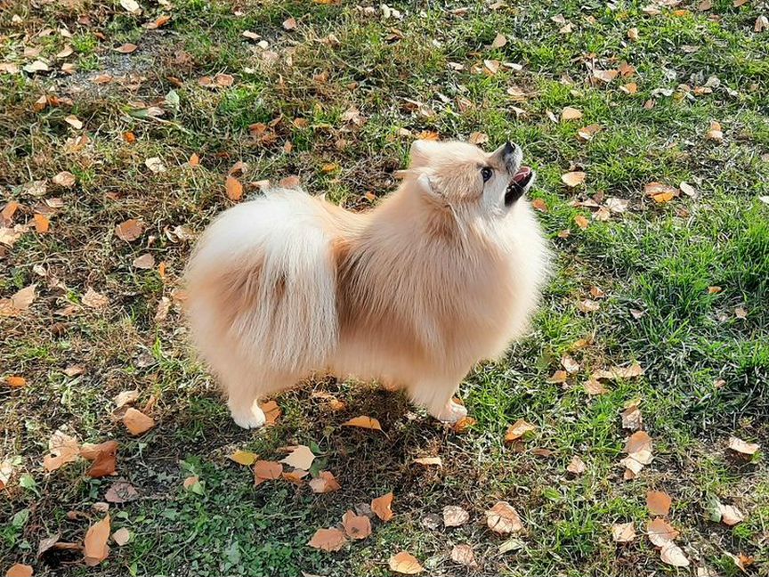 Немецкий шпиц