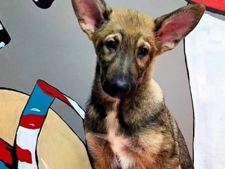Клёвый щенок в добрые руки