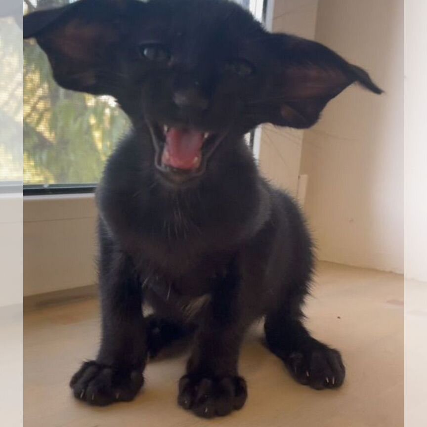 Ориентальный котёнок