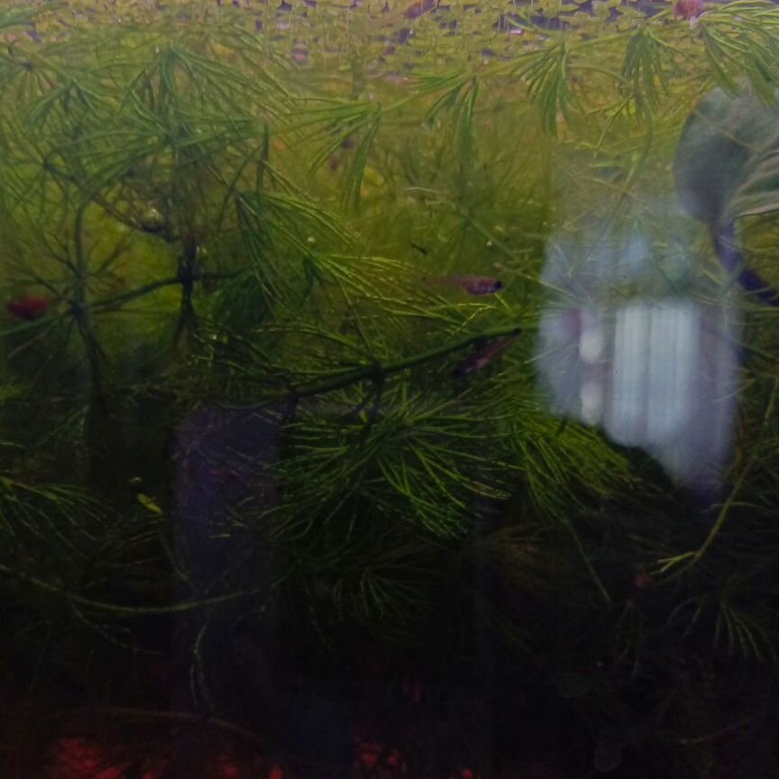 Аквариумные растения