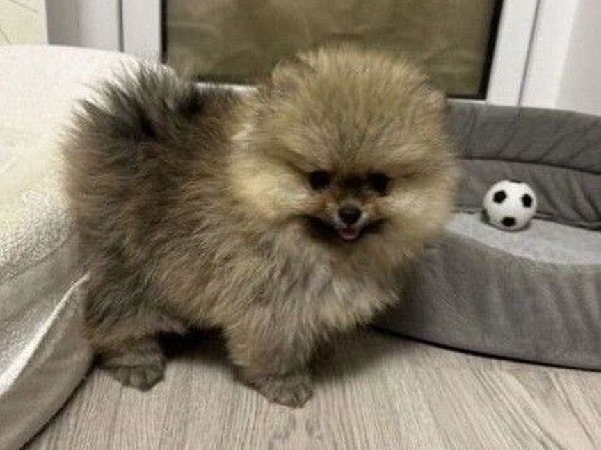 Мишки микро Щенки померанского шпица micro