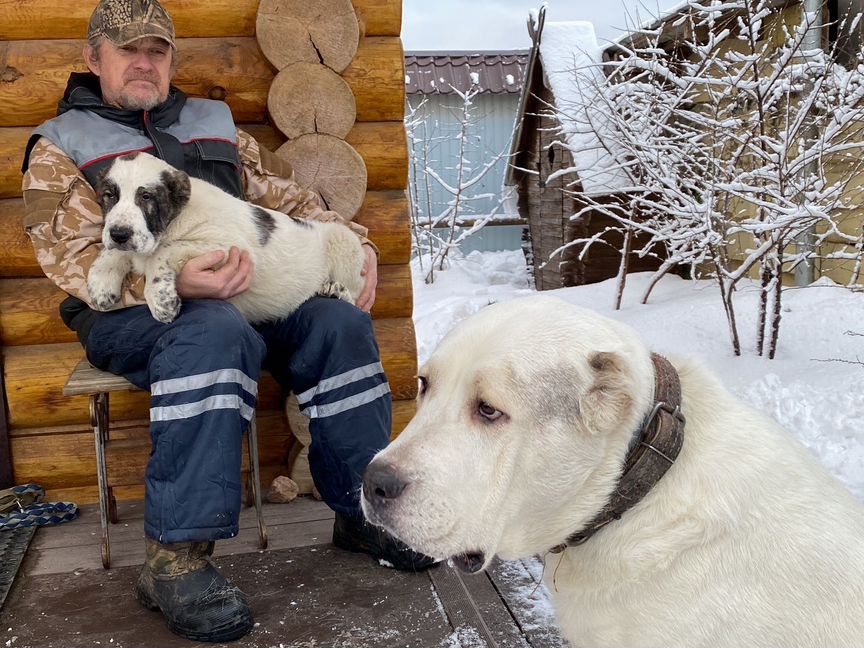 Щенок по тяжеловесам: Бульдозер,Топаз,Султан