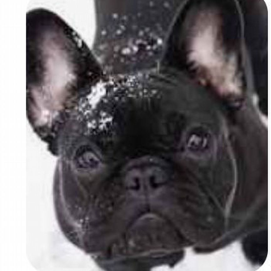 Французский бульдог, взрослый пёс