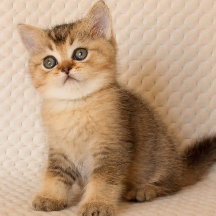 Шиншилловые котомалыши золотая шиншилла