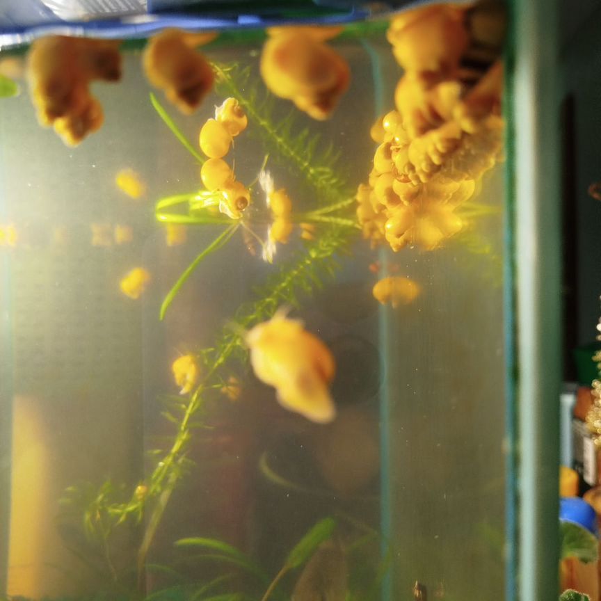 Ампуллярии жёлтые аквариумные