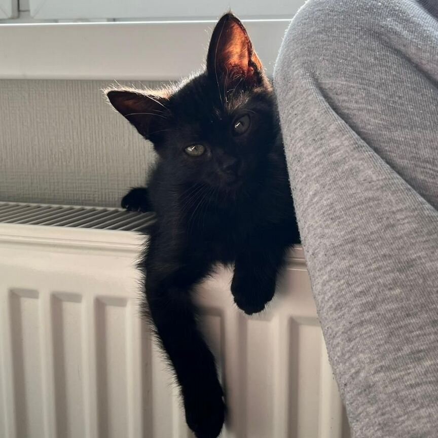 Котёнок Кнопочка 3,5 месяца