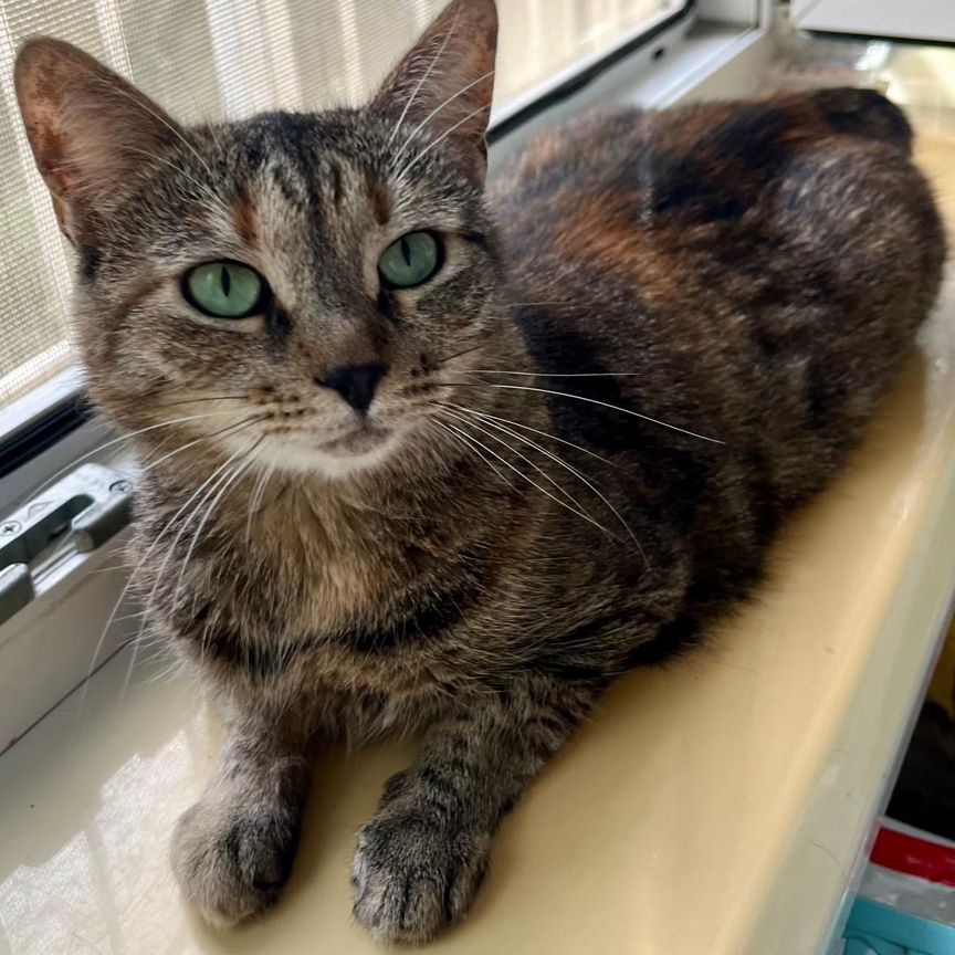 Кошка компаньон Кася 1,5 года в добрые руки