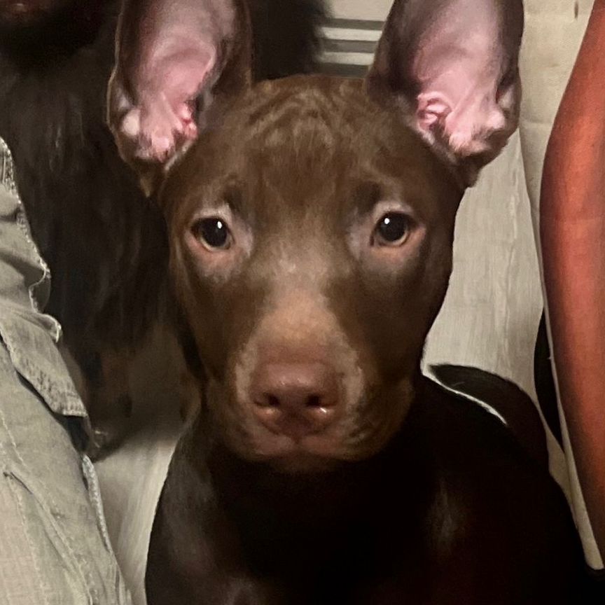 Прайтер, щенок