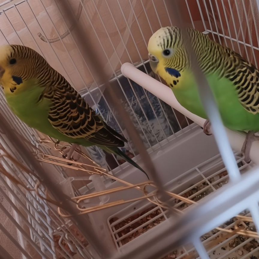 Волнистый попугай с клеткой