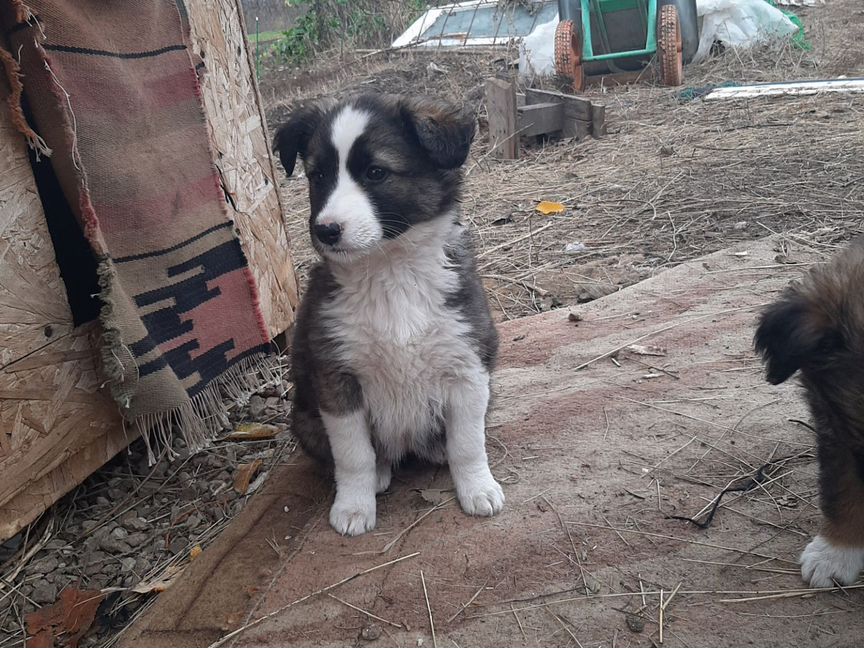 Собака в добрые руки отдам бесплатно