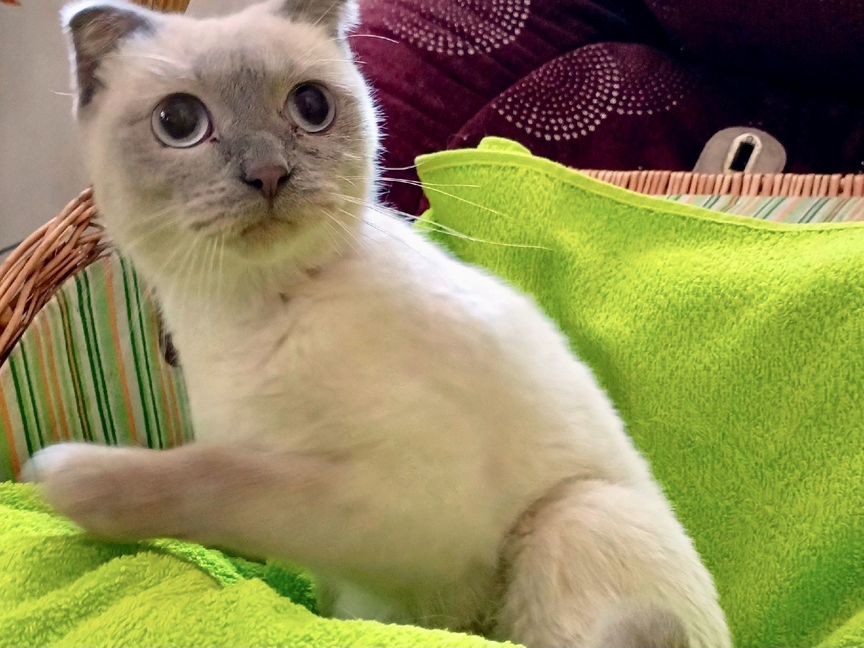 Кошечка ласкучая и нежная