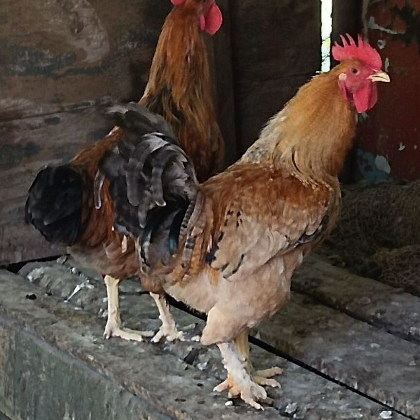 Петух на племя. Продам или обменяю на кур несушек