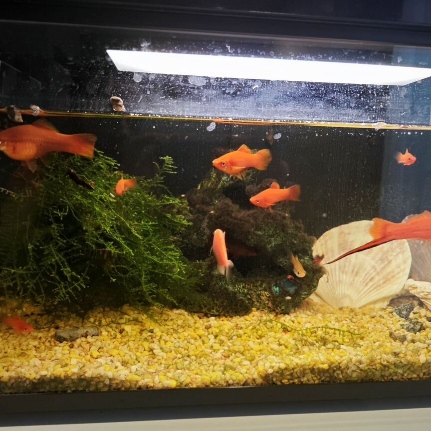 Меченосцы, молодняк